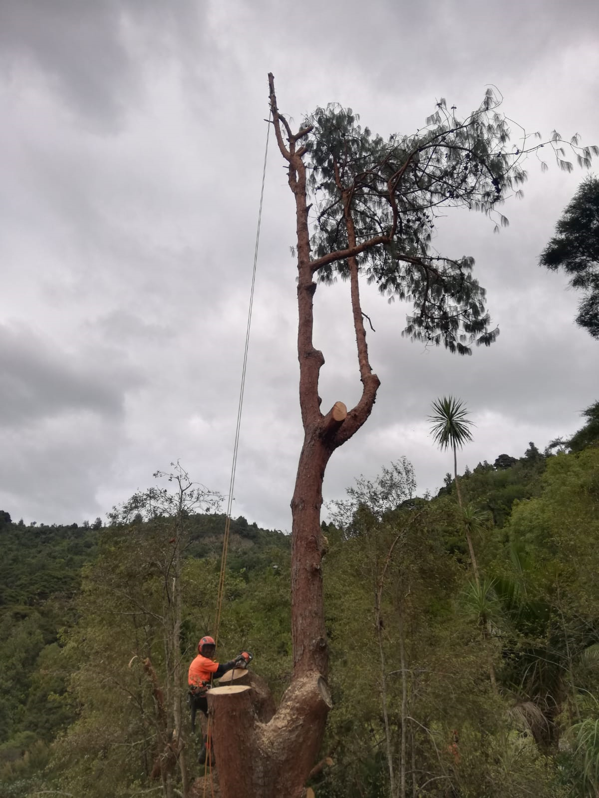 Arborist Auckland. Arborists North Shore, West Auckland, Rodney